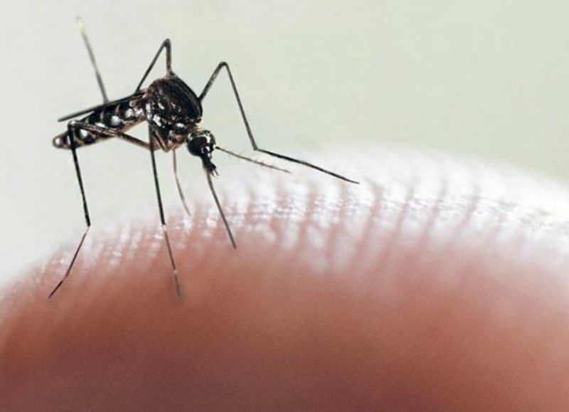 Salud Confirmó 52 Nuevos Casos De Dengue En La Provincia