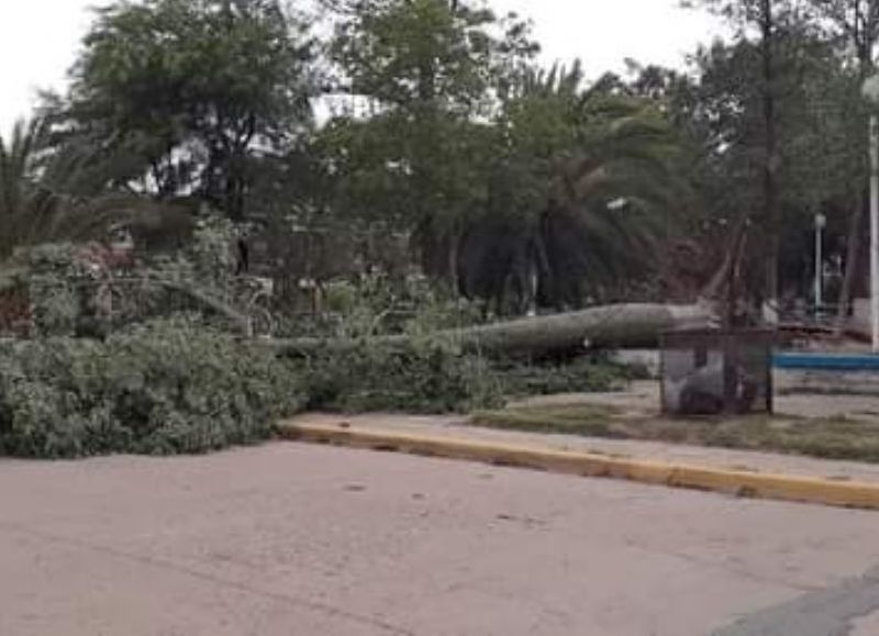 Destrozos, voladura de techos y árboles caídos dejó la tormenta de ...