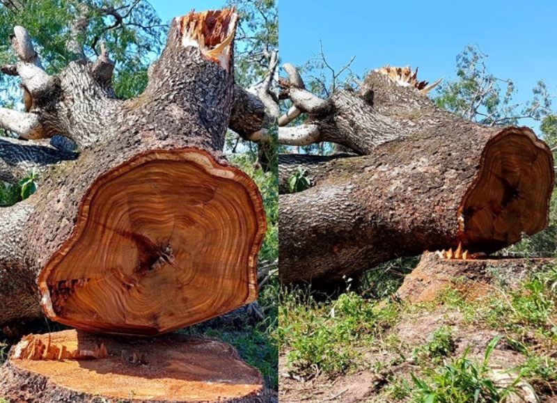 Se salió con la suya: el municipio de Margarita Belén cortó el ...