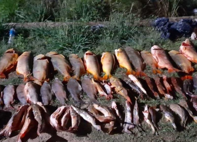 Secuestran más de 60 pescados, entre los que había Dorado, Manduré ...