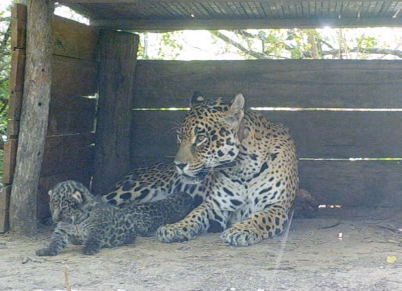 La Fundación Rewilding informó que nacieron yaguaretés en el Parque ...