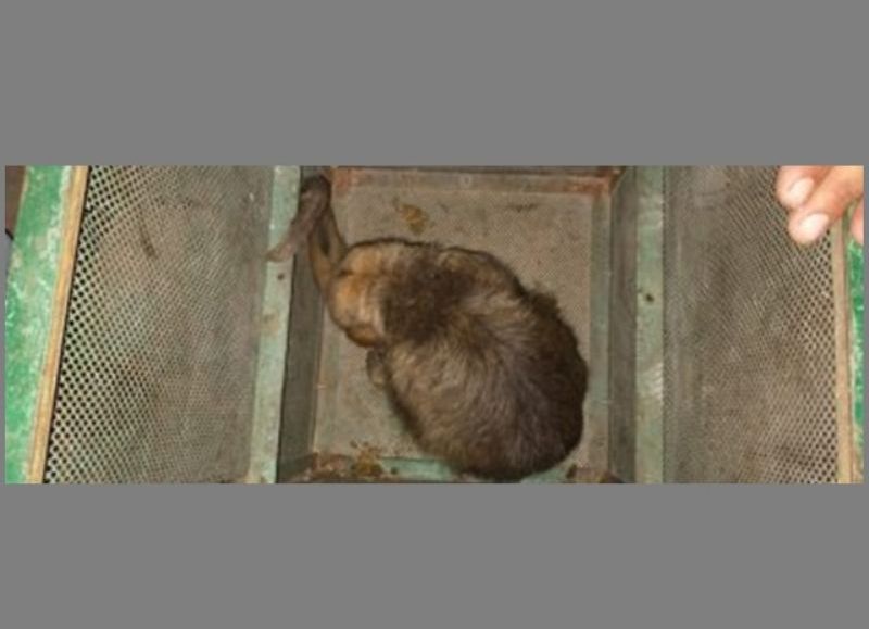 Avia Terai: rescataron a un mono carayá, especie protegida y en peligro ...